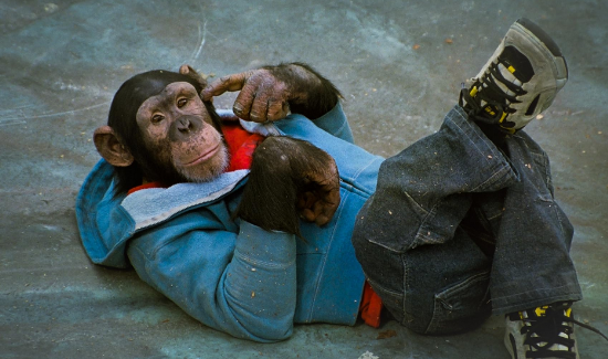 The Tubi Tuesdays Podcast Episode 141 – MVP 2: Most Vertical Primate ...